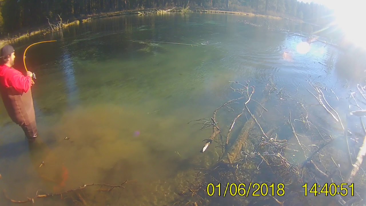 Trout fishing @ spring creek - YouTube