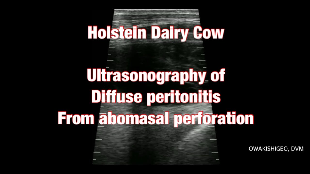 Ultrasonography of Diffuse peritonitis from abomasal perforation ...