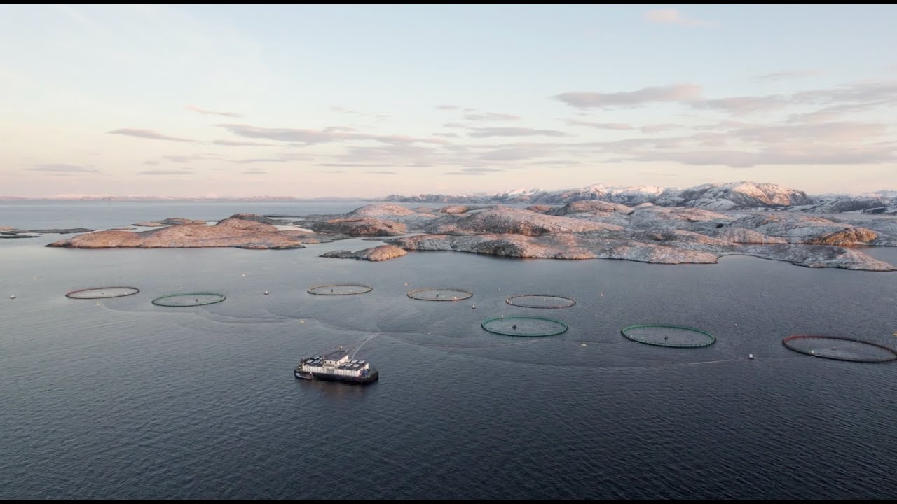 The Fate of Norwegian Salmon: Tracing back from dining table to farming ...
