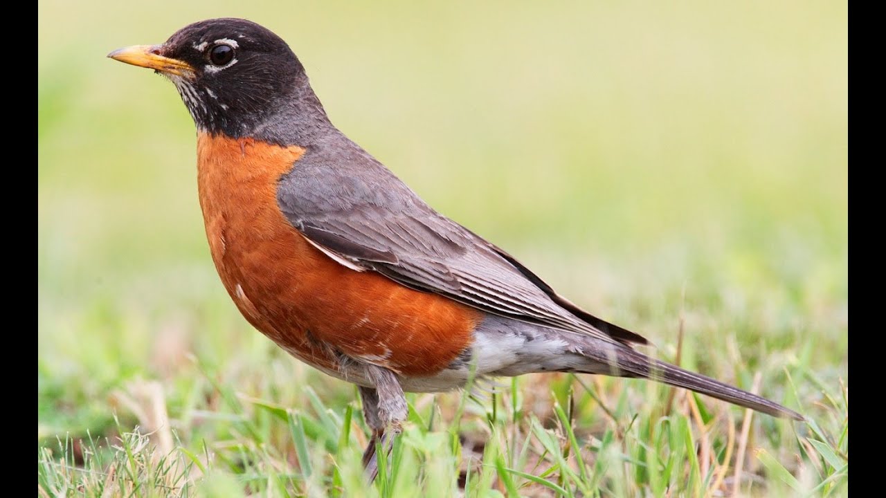 Robin Bird's Love Story In My Yard - Episode 1 - Drive Him Away ...