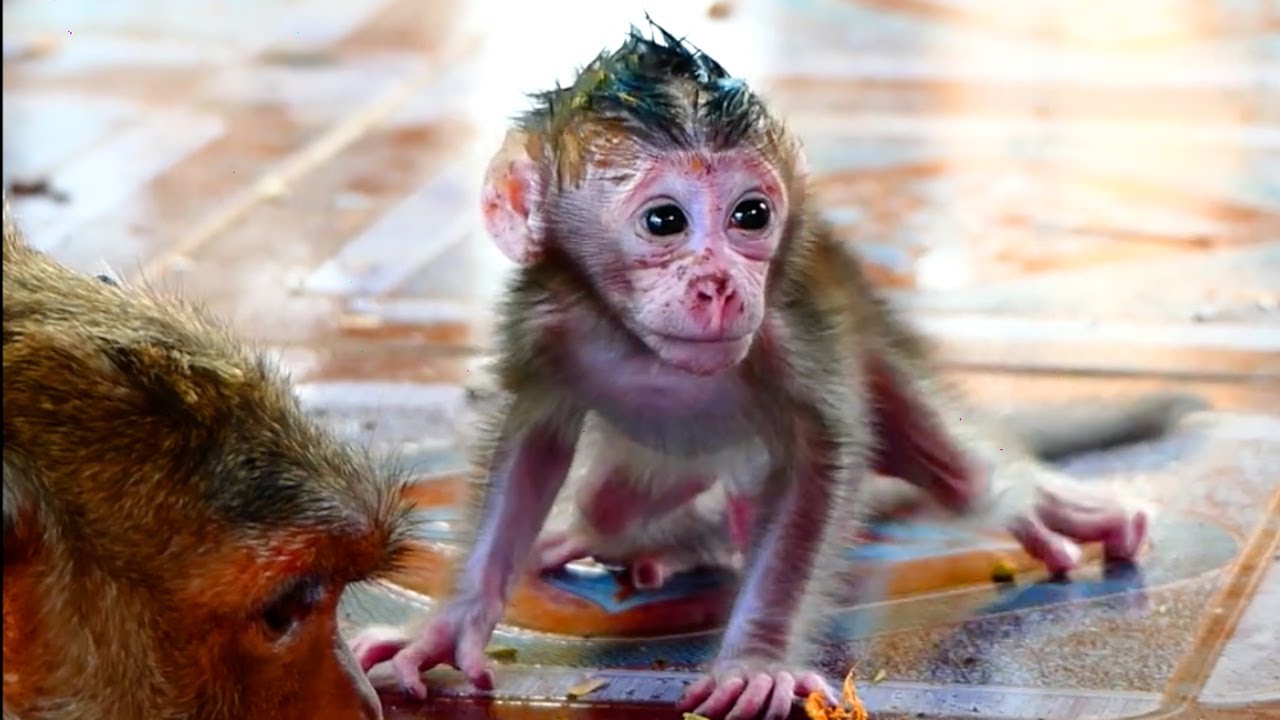 Mommy Sara teaching Newborn saki walking but baby try to walk not so ...