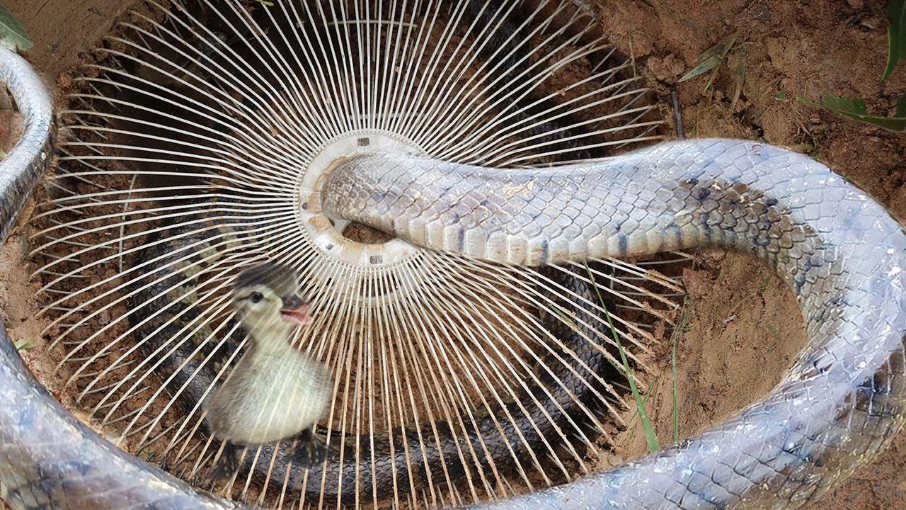 Amazing Boy Catch Big Snake Using Electric Fan Guard - Electric Fan ...
