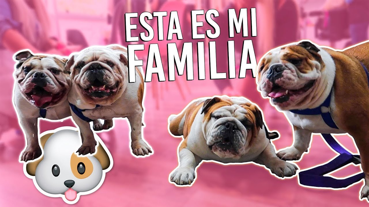 NUESTRO PERRO CONOCE A SU FAMILIA POR PRIMERA VEZ! - YouTube