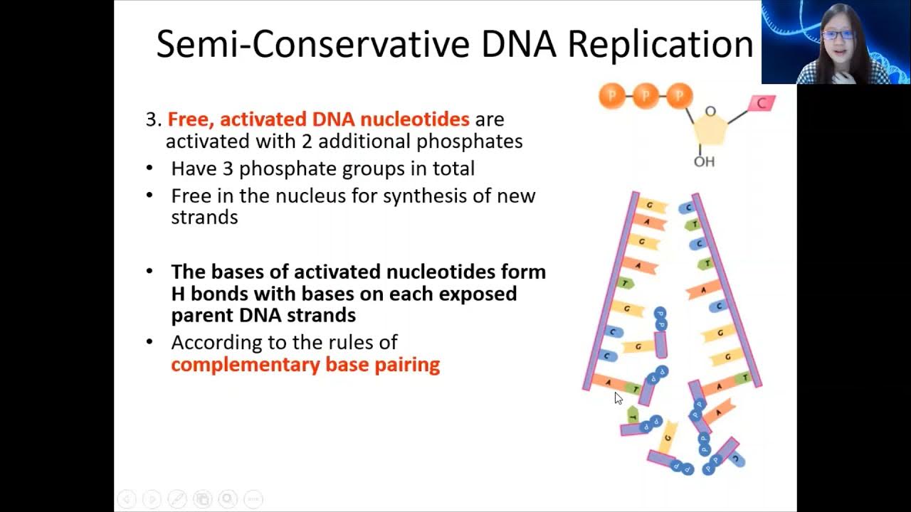 Chapter 6.1b - DNA Replication | Cambridge A-Level 9700 Biology - YouTube