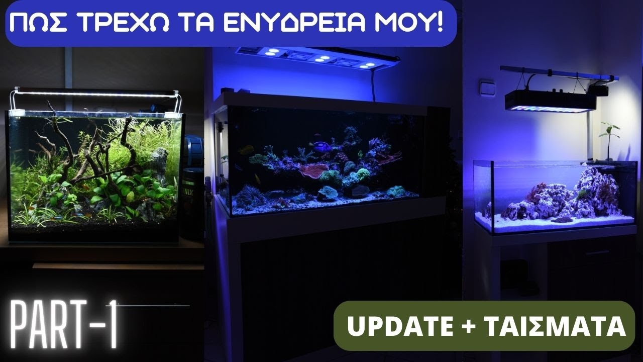 Πώς τρέχω τα ενυδρεία μου! +update και τάισμα!! PART 1 - YouTube