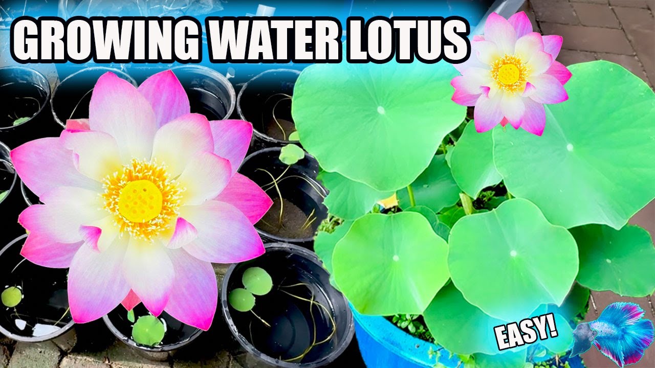 Growing Lotus from Seed is Easy! - YouTube