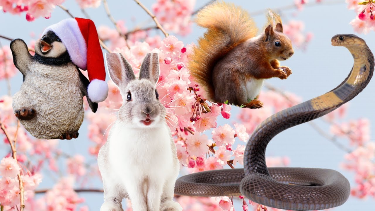 Cute Animal Sounds Compilation - Rabbit, Penguin, and Snake Noises ...