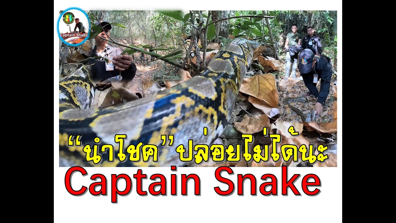 ปล่อยงูอีกแล้วพร้อมปล่อยวางไปด้วยครับ จาก Captain Snake และทีมงานกัปตัน ...