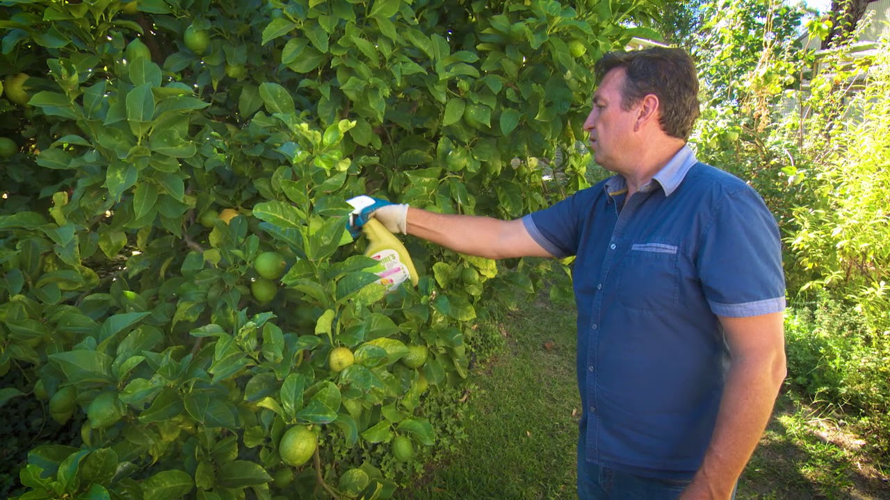 How to organically control pests on citrus plants with Trevor Cochrane ...