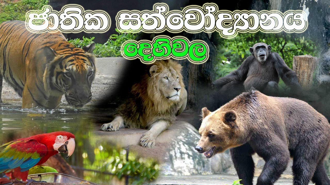 Sri Lanka National Zoo ‎Dehiwala | Travel With Me - YouTube