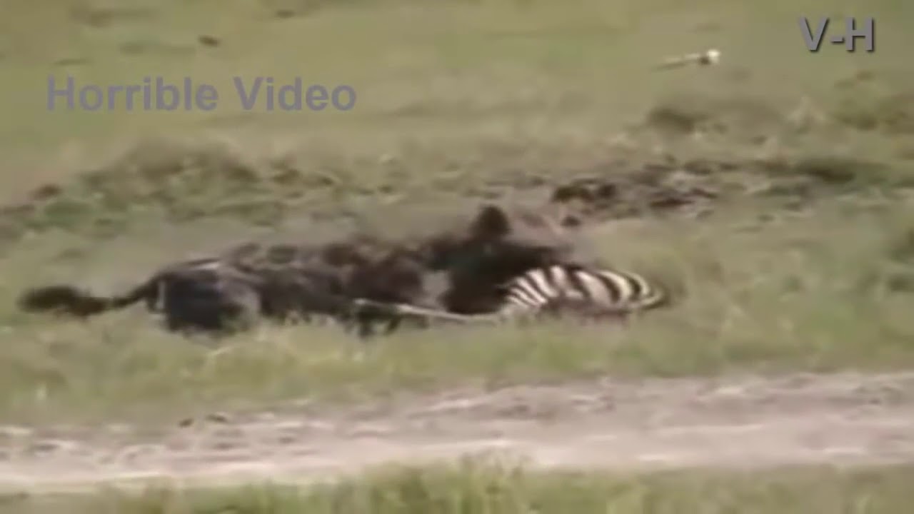 Hyena Attack a Baby Zebra and Eaten Alive Music Jinni - YouTube
