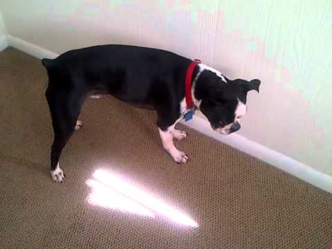 ocd dog - YouTube