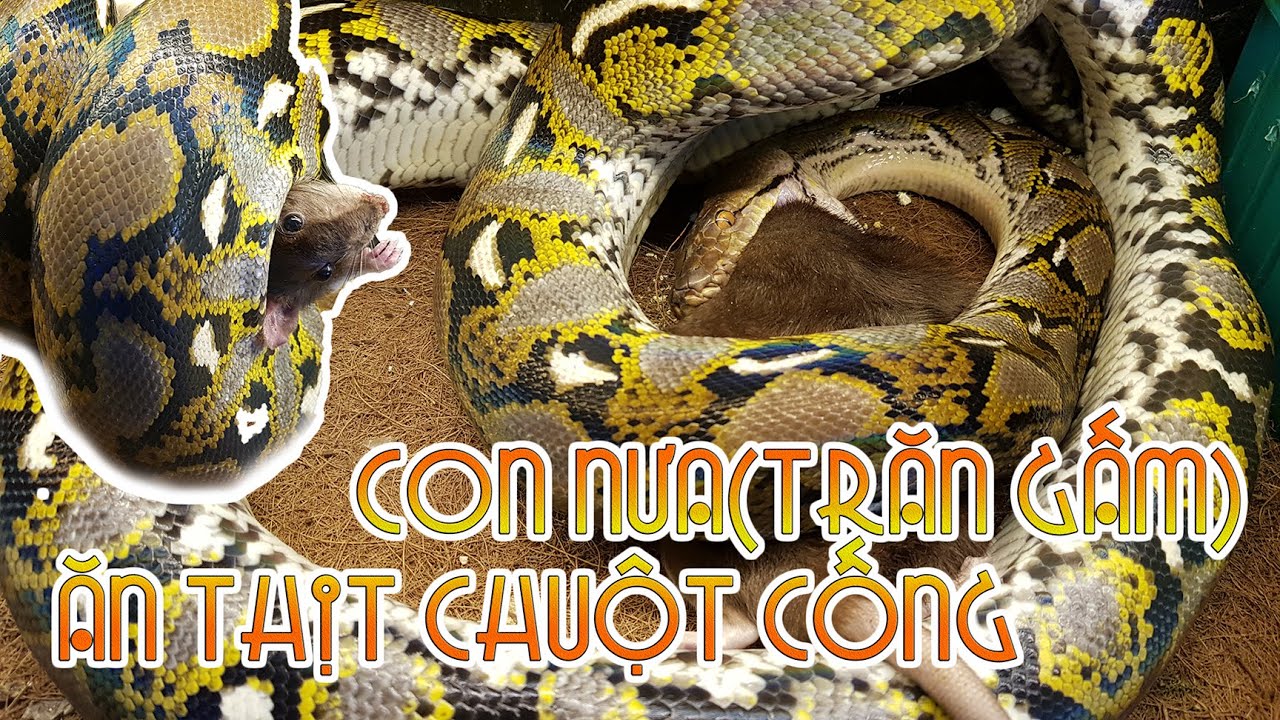 Cận cảnh NƯA CỰC không ĐỘC săn chuột cống siêu to :))) Reticulated python eat huge rat | WILDVN ...