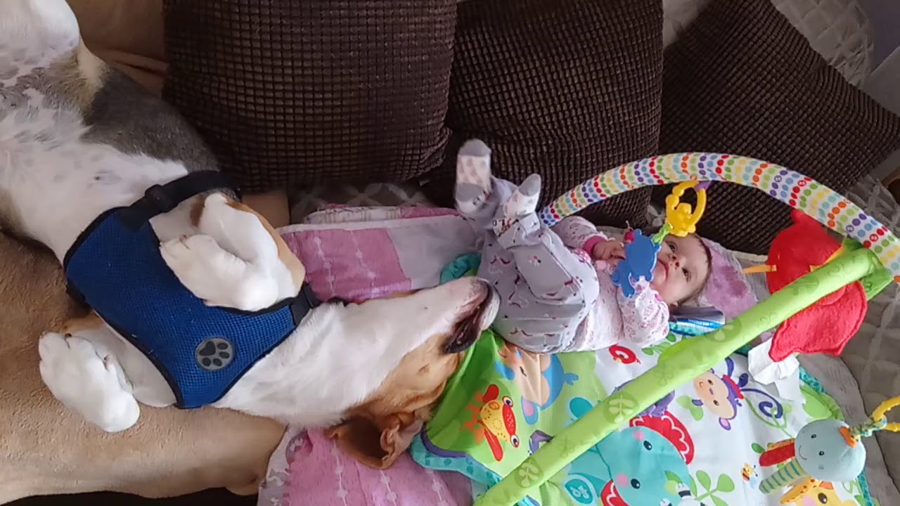Charlie the Beagle and Baby Zoey - YouTube