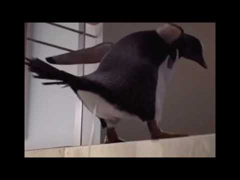 Mr Poppers Penguins Poop Scene
