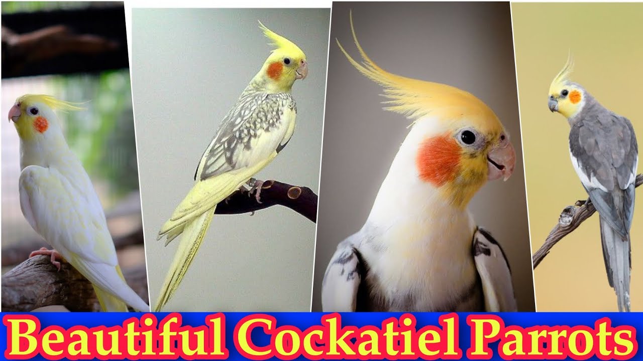 Cocktail Birds Price | Grey Cockatiel Price | Best Cockatiel Parrot ...