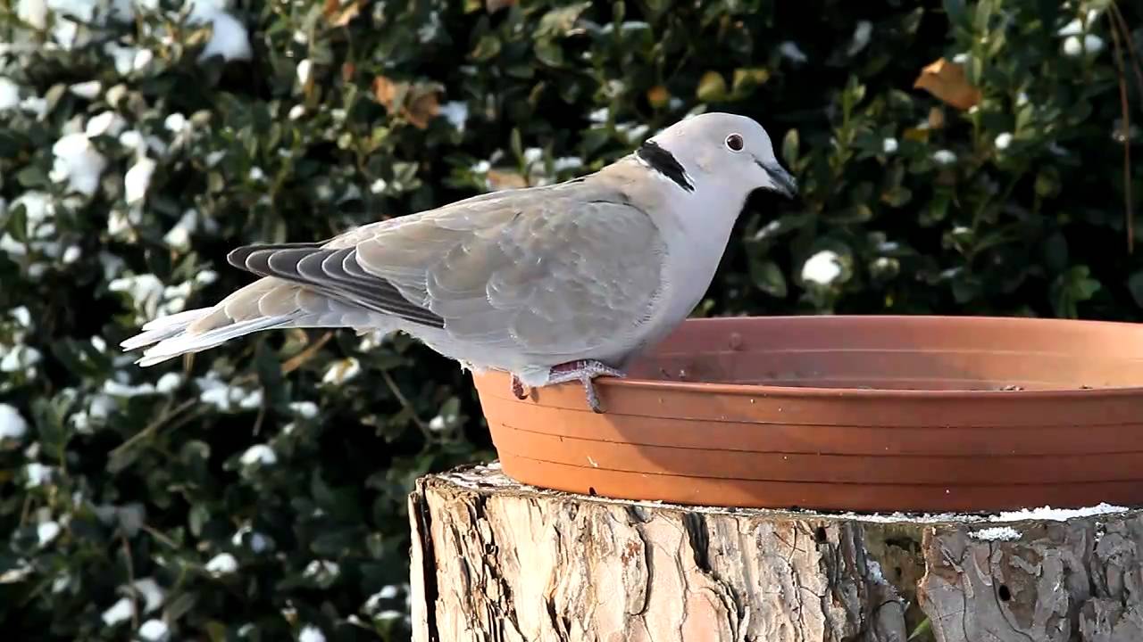 Balkáni gerle etetőtálcán / Eurasian Collared Dove at bird feeder ...