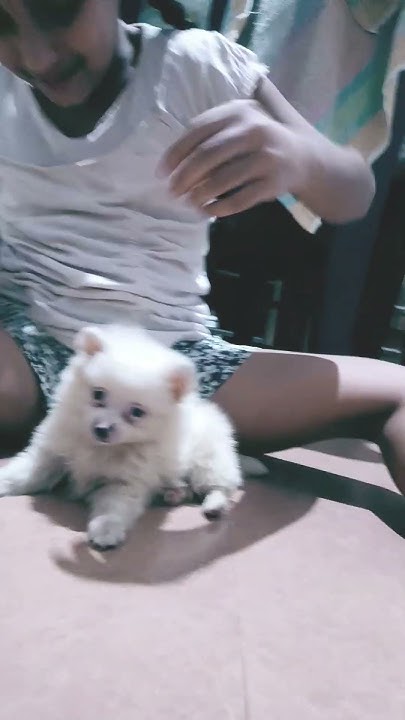 introducing my mate 'kuku' #animallover. - YouTube introducing my mate 'kuku' #animallover. - YouTube