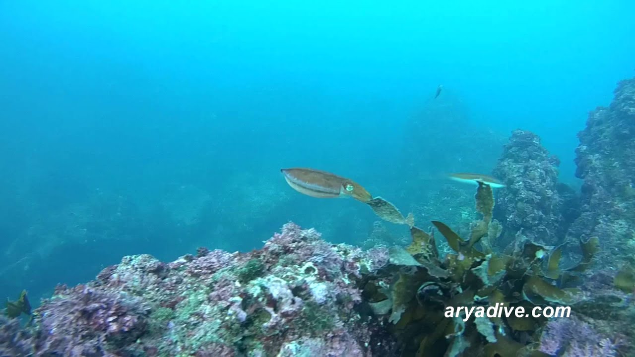 참갑오징어#2(Sepia esculenta)~ Golden cuttlefish,Cuttlefish - YouTube