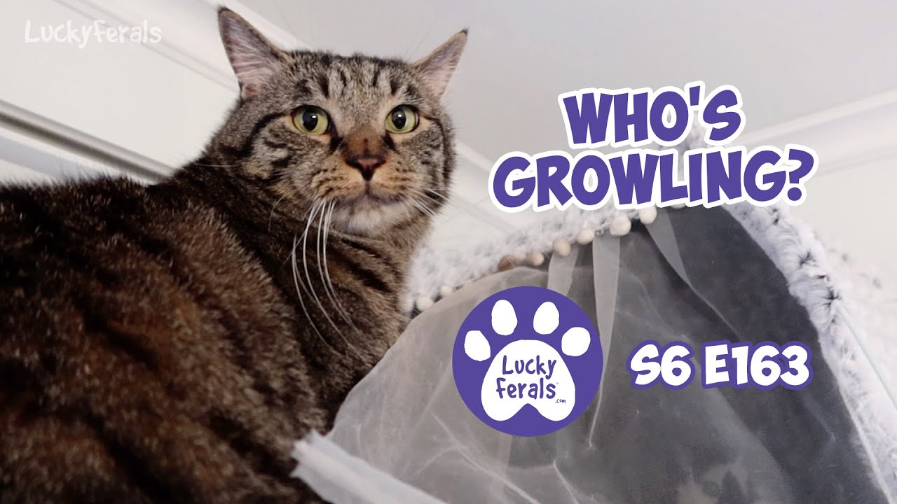 Mutiny, Who's Growling? - S6 E163 - Training Cats, Introducing Cats ...