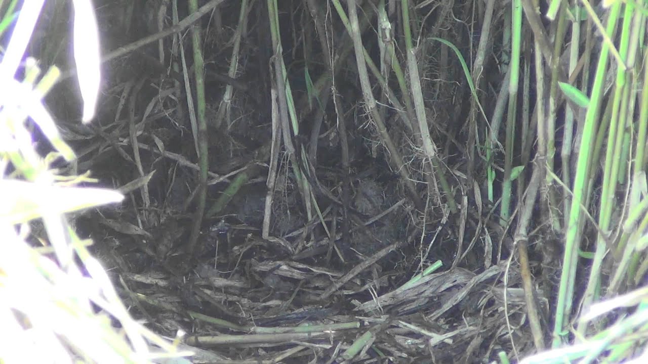 Laterallus exilis - Sanã-do-capim - Gray-breasted Crake - YouTube