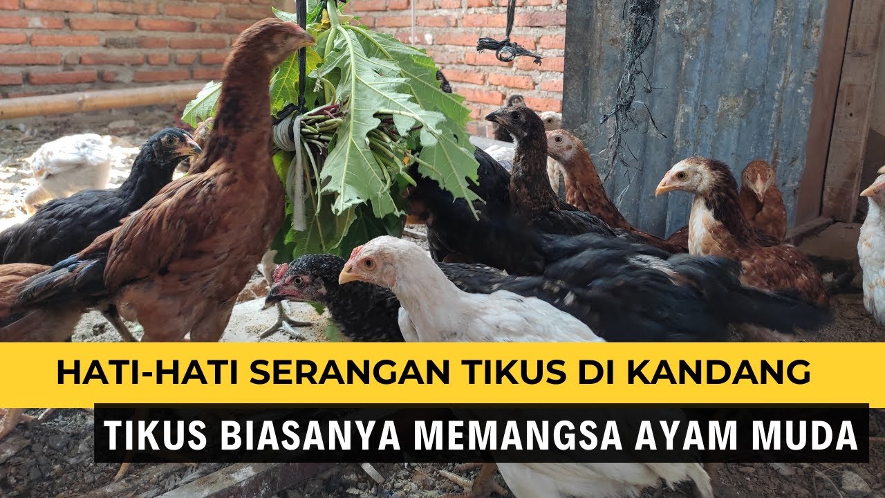 Kandang Ayam Aman dari Tikus? Mending Pakai Cara Ini - YouTube