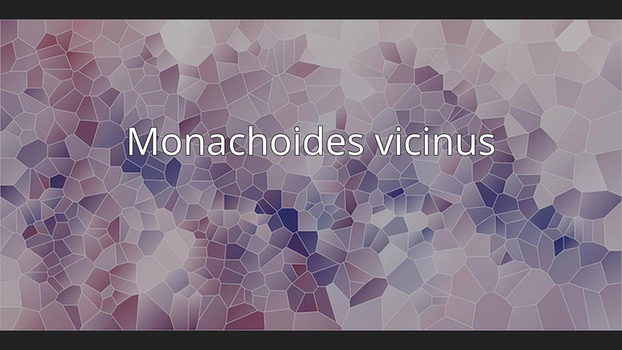 Monachoides vicinus - YouTube