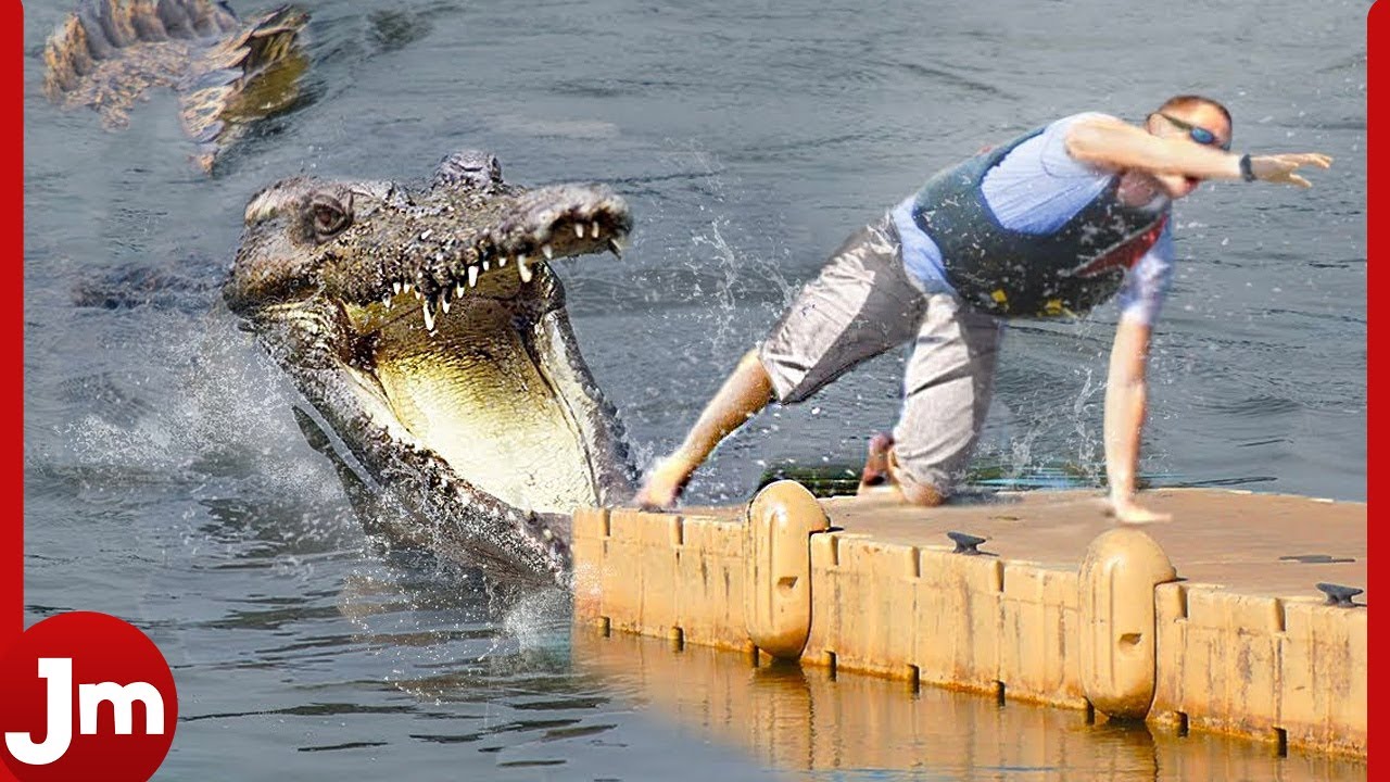 Surprise Animal Attacks Caught on Camera - YouTube