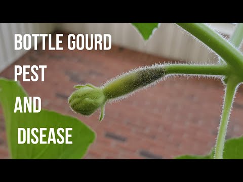 How To Protect Bottle Gourd From Insects
