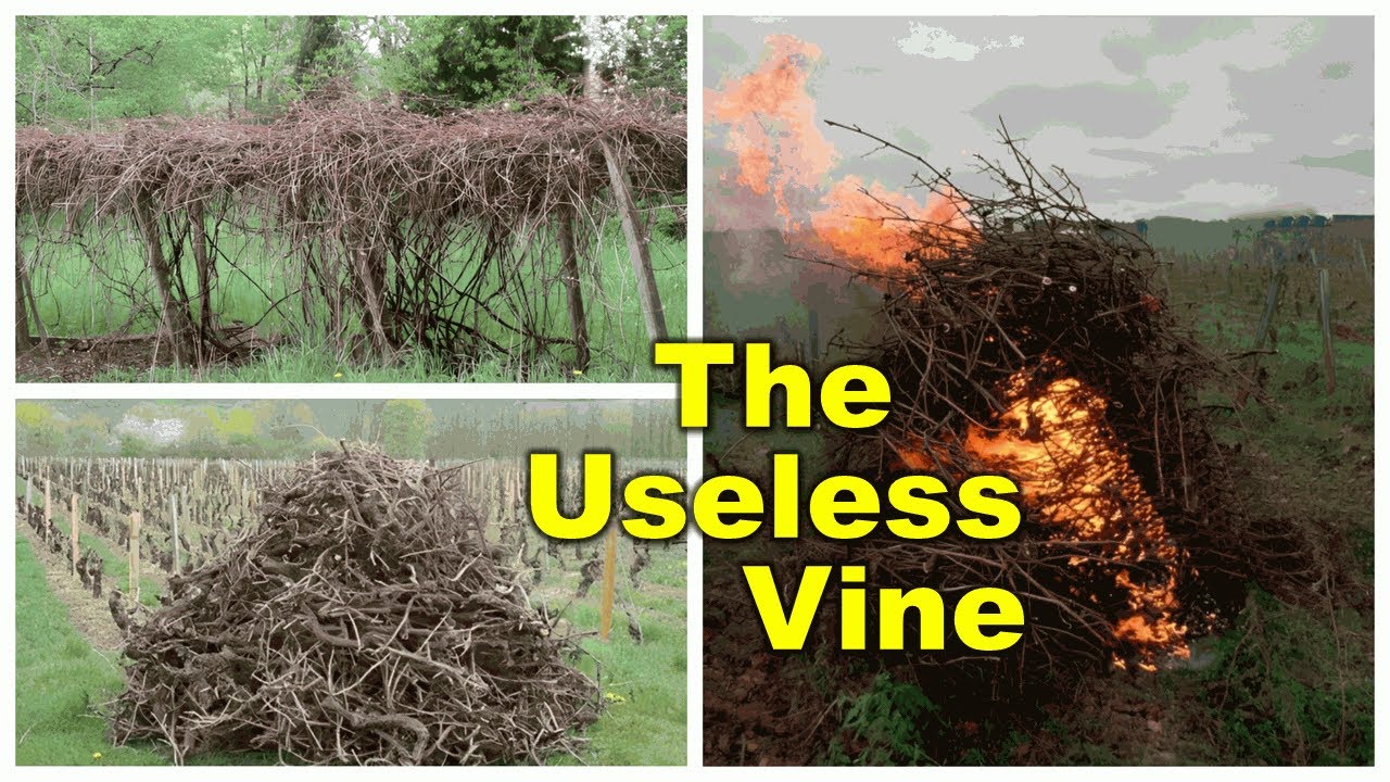 15 Useless vine - YouTube