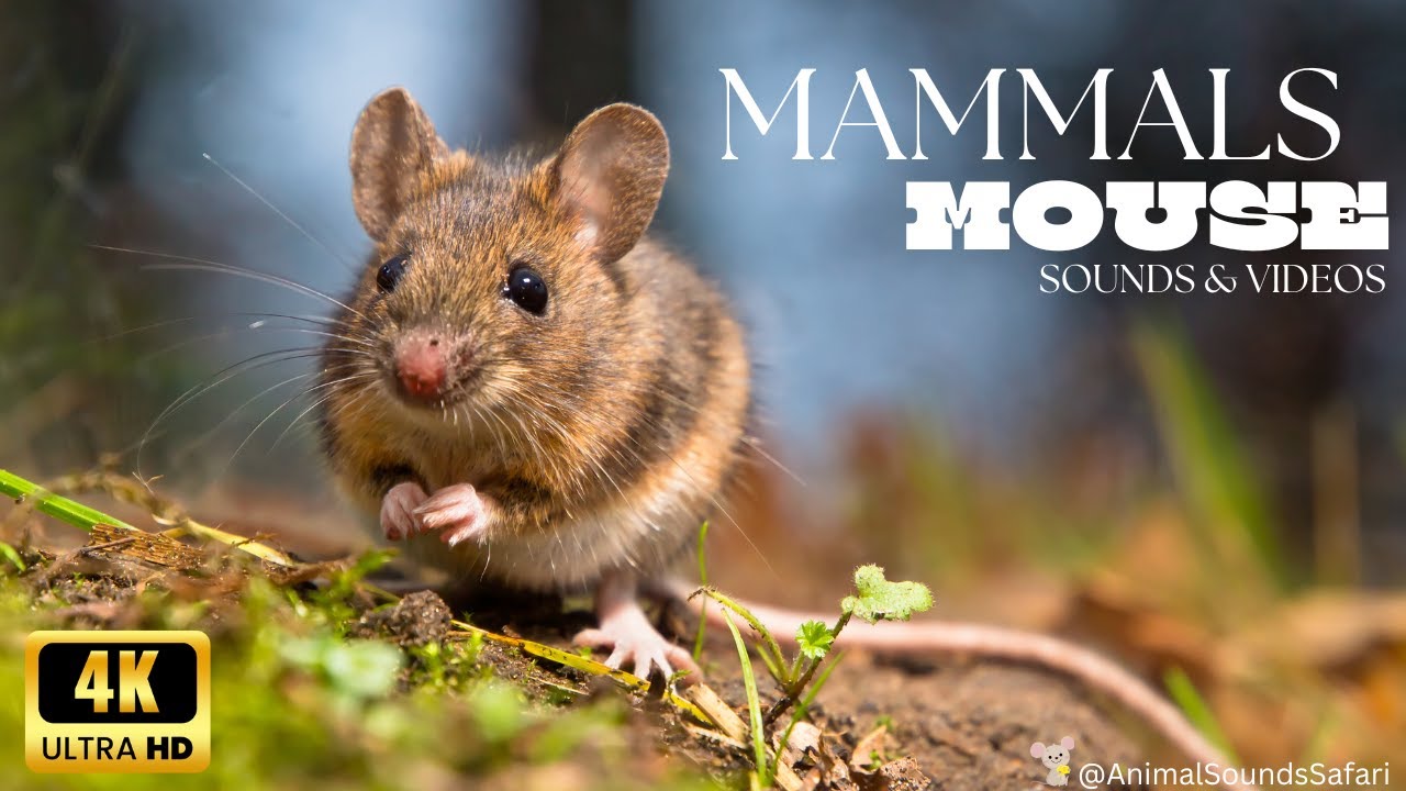 Animal Sounds | Mouse Sounds & videos | Mammals Videos by ...