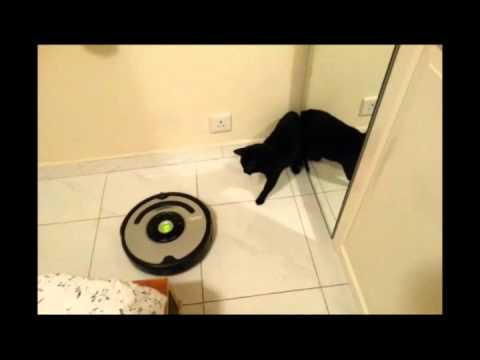 Cat fighting the robot vacuum cleaner Roomba - YouTube