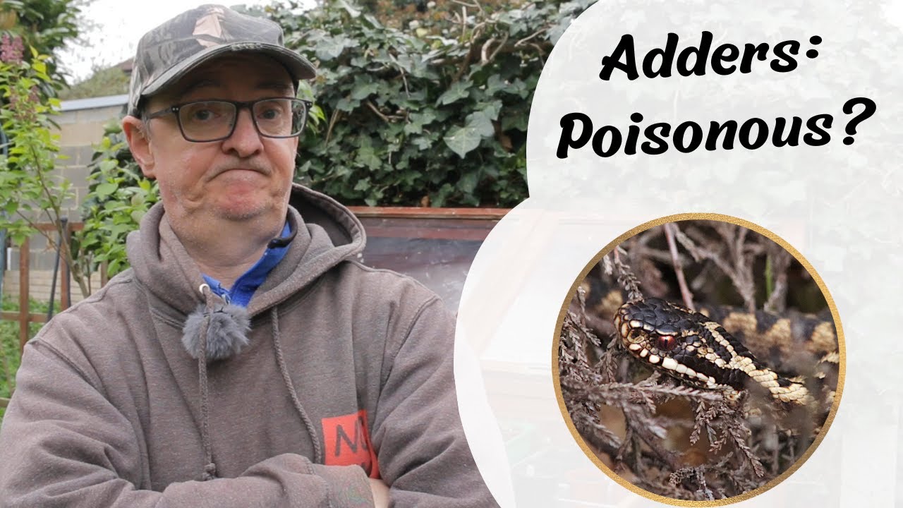 Adders Facts And Fiction YouTube adders-facts-and-fiction-youtube