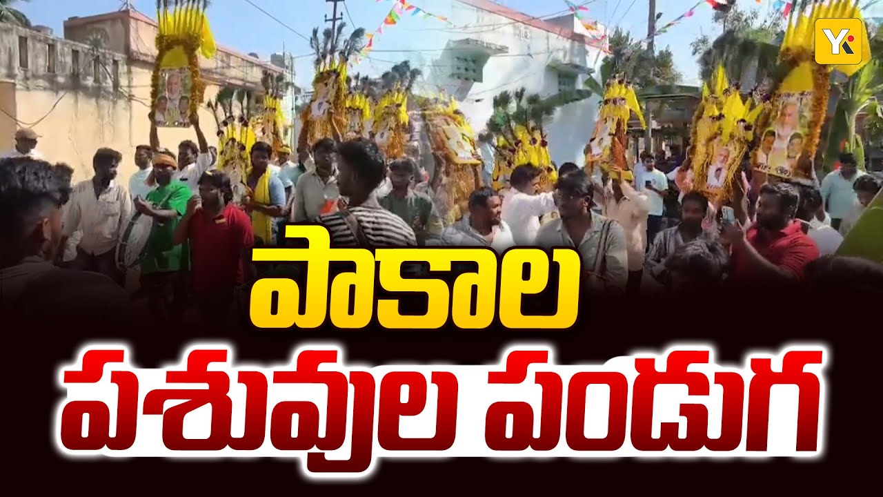 తిరుపతి జిల్లా పాకాల పశువుల పండుగ | Battinavaripalle Pasuvula Panduga ...
