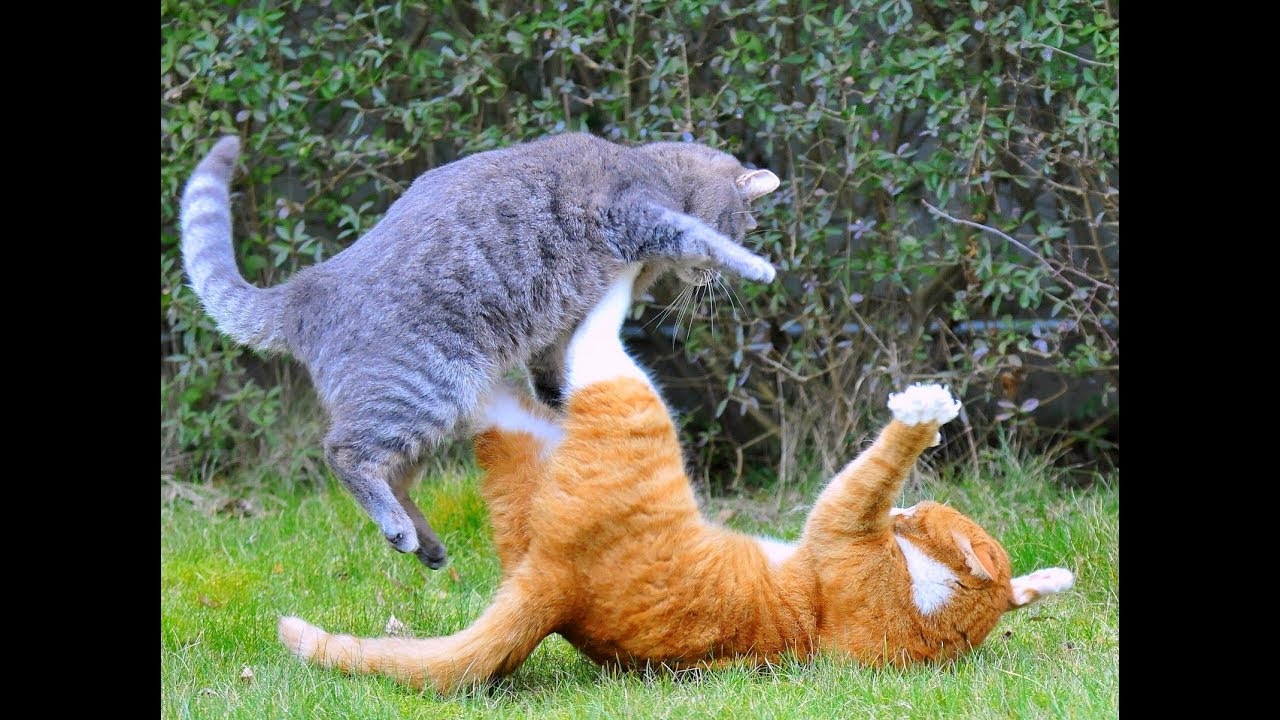 Crazy FIGHTING Cats 30min You will LAUGH SO HARD - YouTube