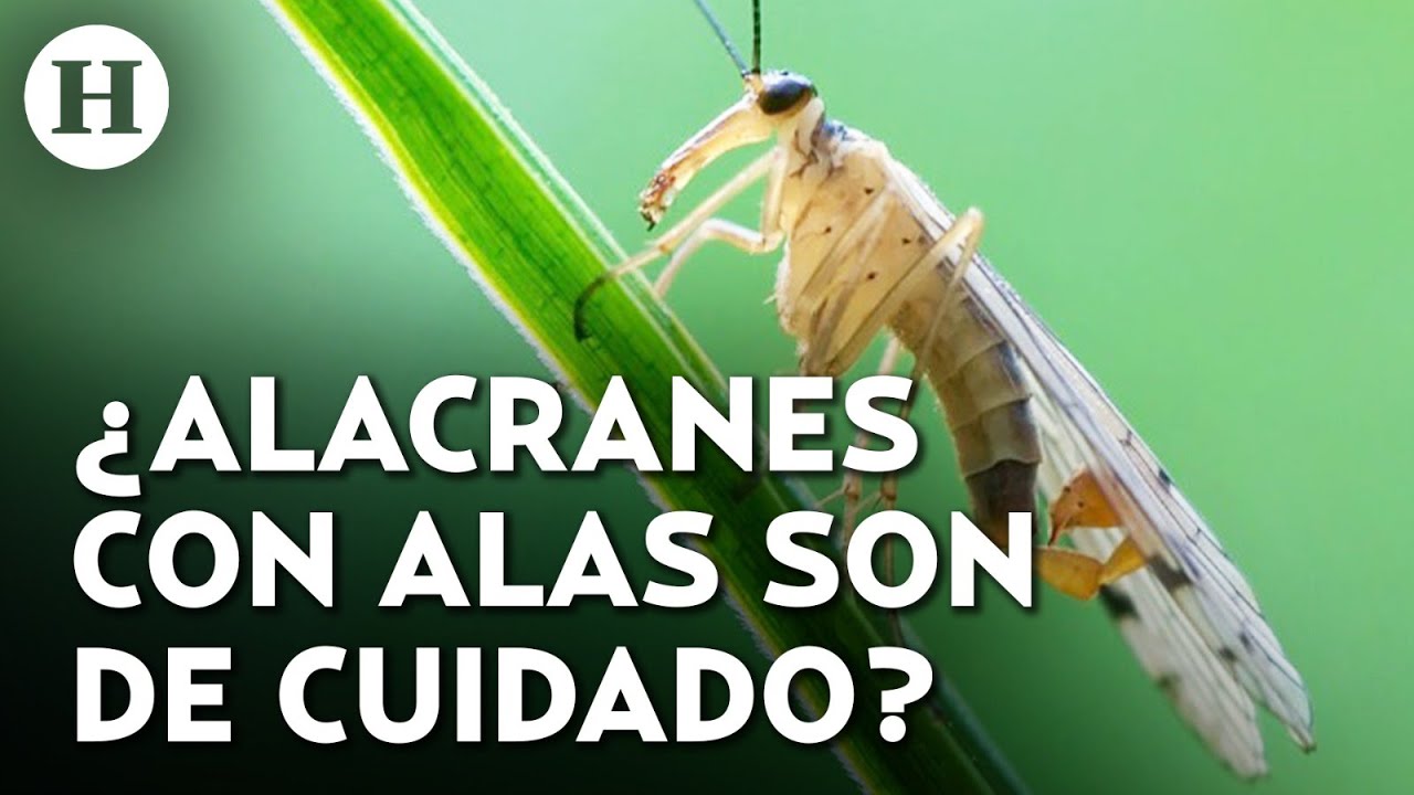 ¿Alacranes con alas son peligrosos? La Revista Mexicana de ...