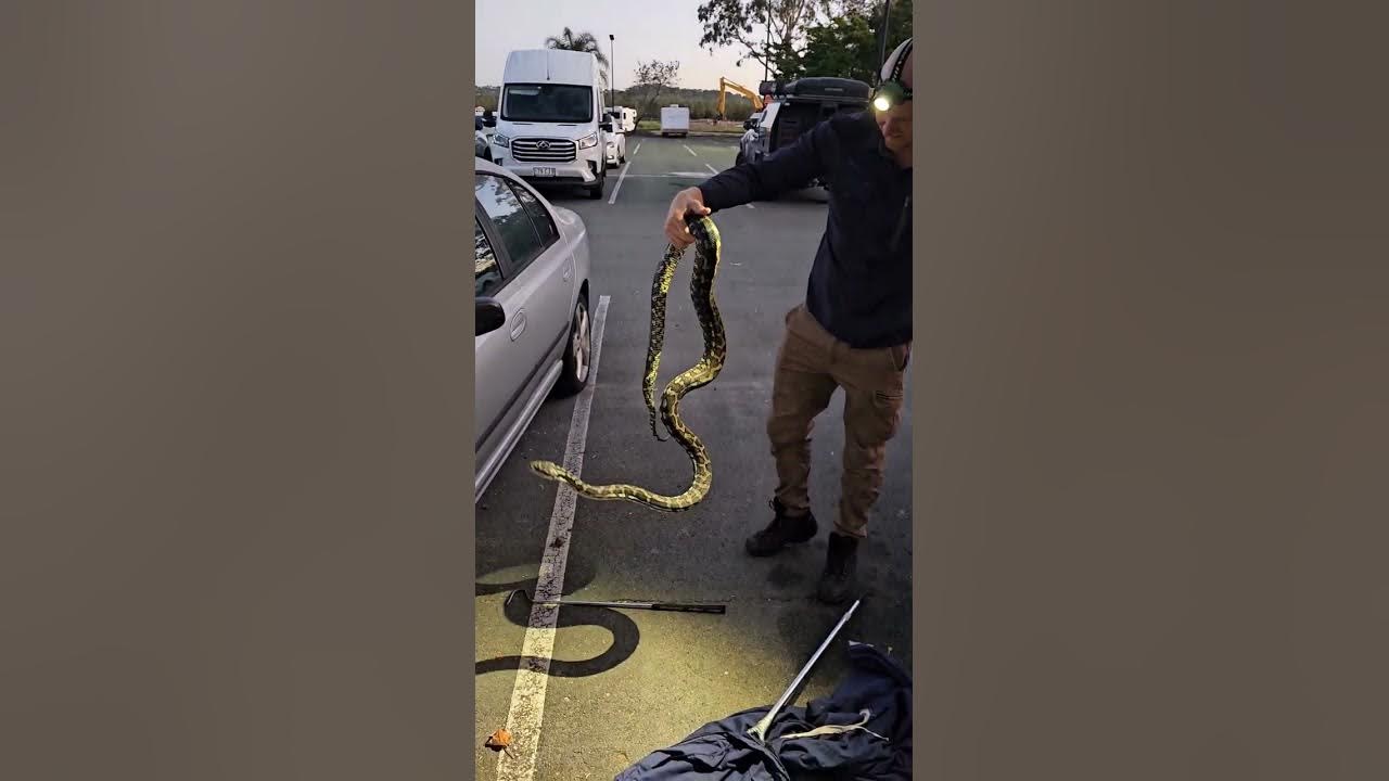 Snake Catcher Removes Giant Python From Car Wheel - YouTube