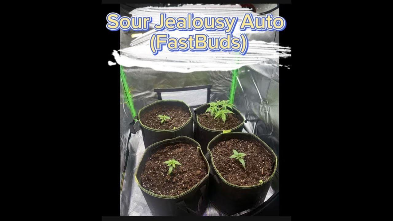 🔥Cannabis Grow Timelapse🔥 – Sour Jealousy Auto | Low Budget, High ...