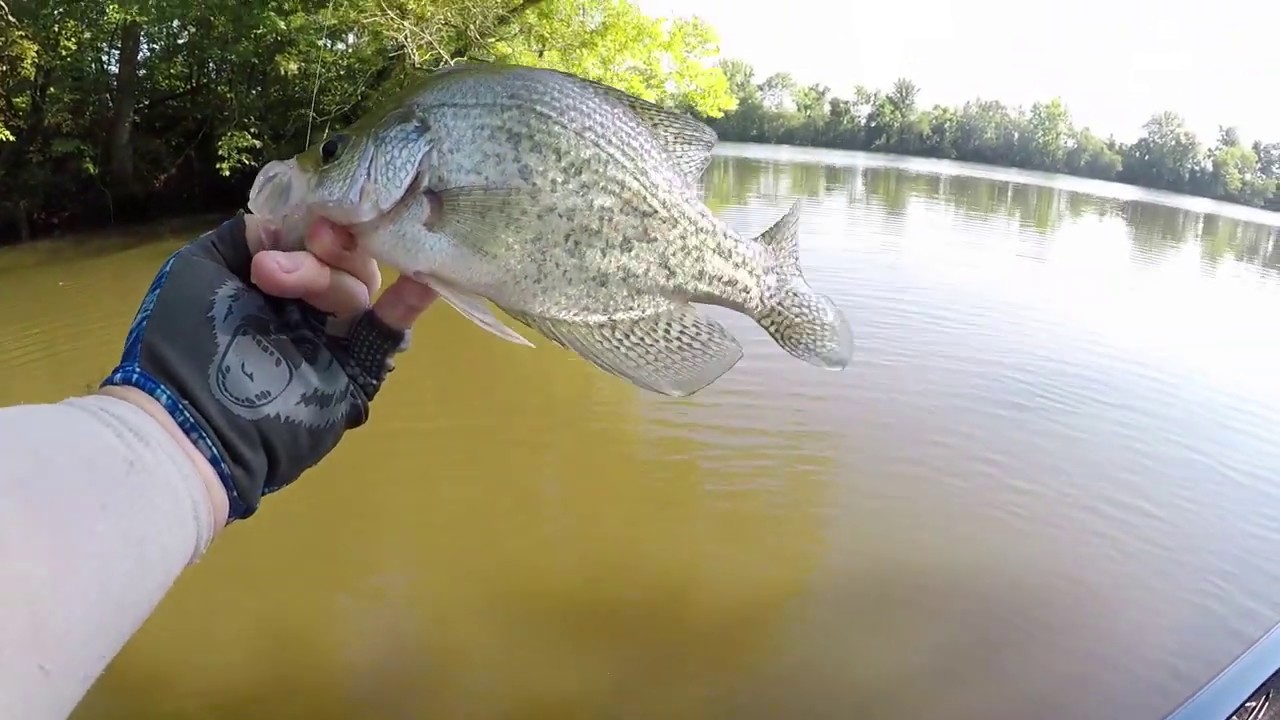 Crappie Baits from Plastic Worms? - YouTube