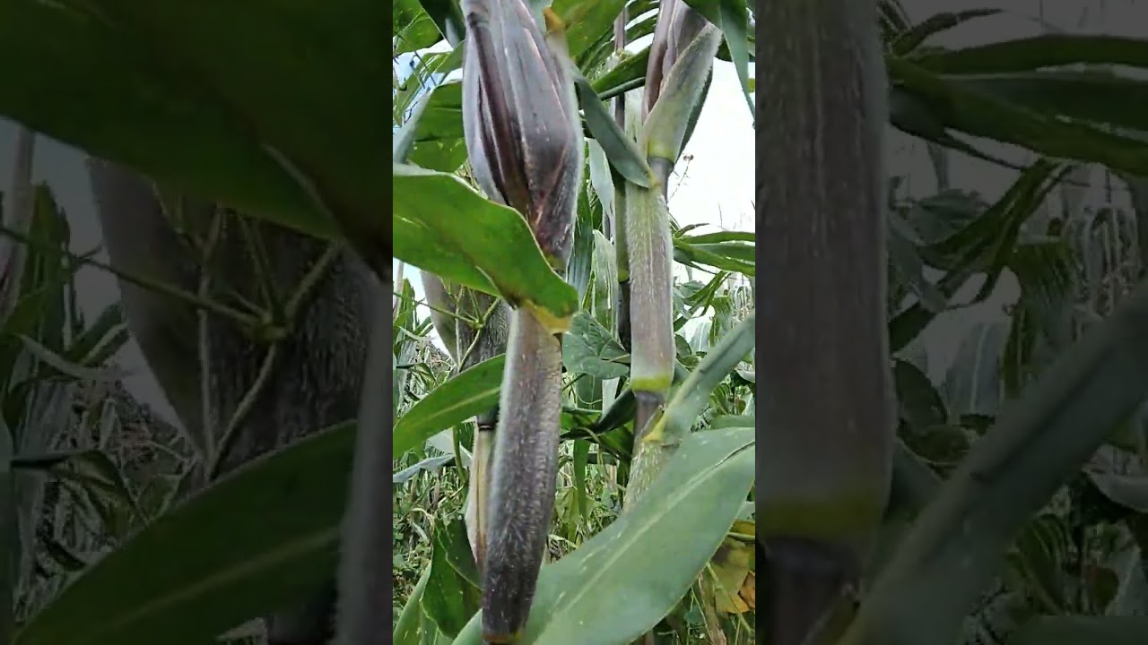 cortando unos ricos elotes para el atol - YouTube