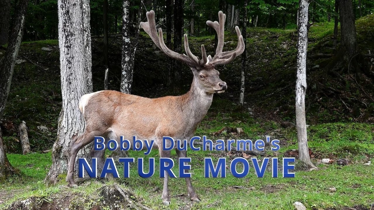Bobby DuCharme's Nature Movie, 2024. 4K. - YouTube