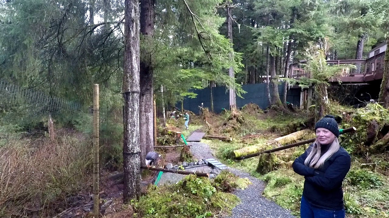 Natural Eagle Habitat at the Alaska Raptor Center - YouTube