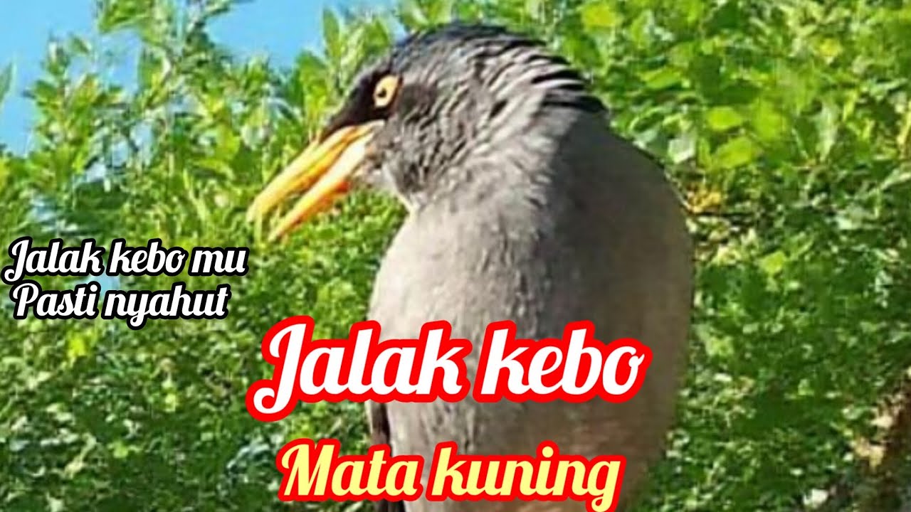 Jalak kebo mata kuning @Jonmanorsa - YouTube