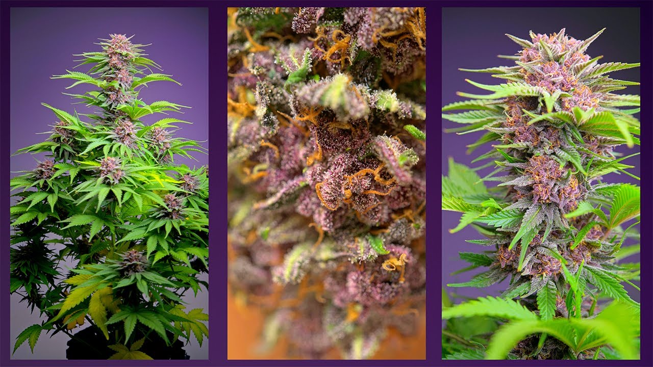 Red Mimosa XL Auto® - Sweet Seeds® - YouTube