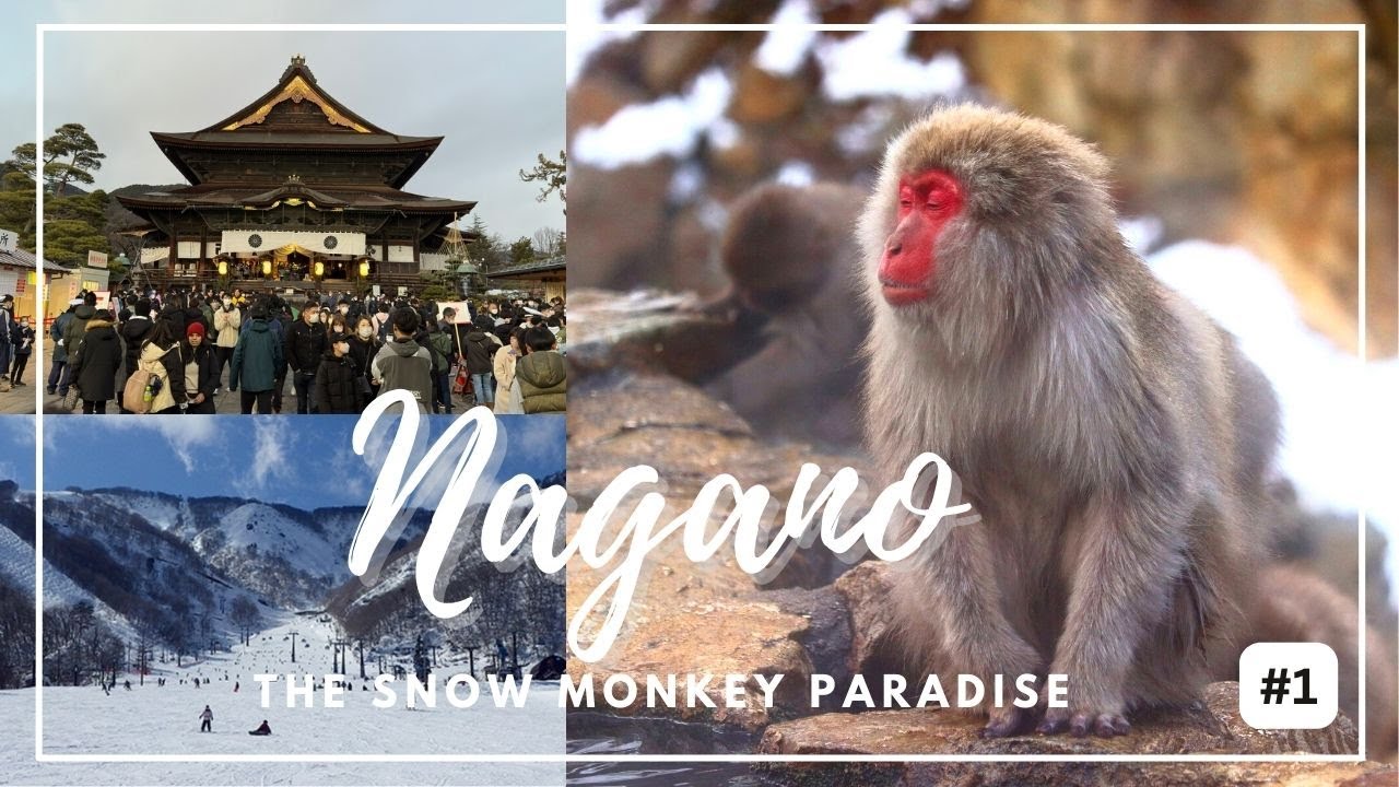 Uncover the Magical Secrets of Japan's Snow Monkey Park | Jigokudani ...