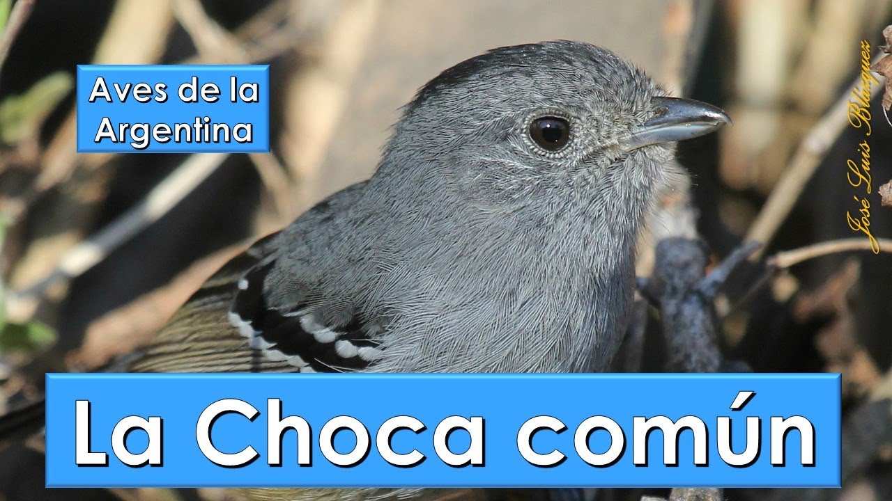 Choca común, Variable Antshrike, (Thamnophilus caerulescens), Aves de ...