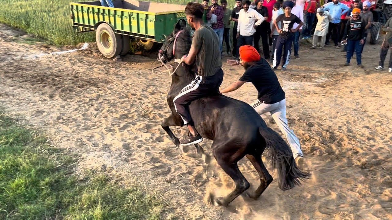 🔴HORSE RACING Clips (Bowani & Dehliz Kalan) - YouTube