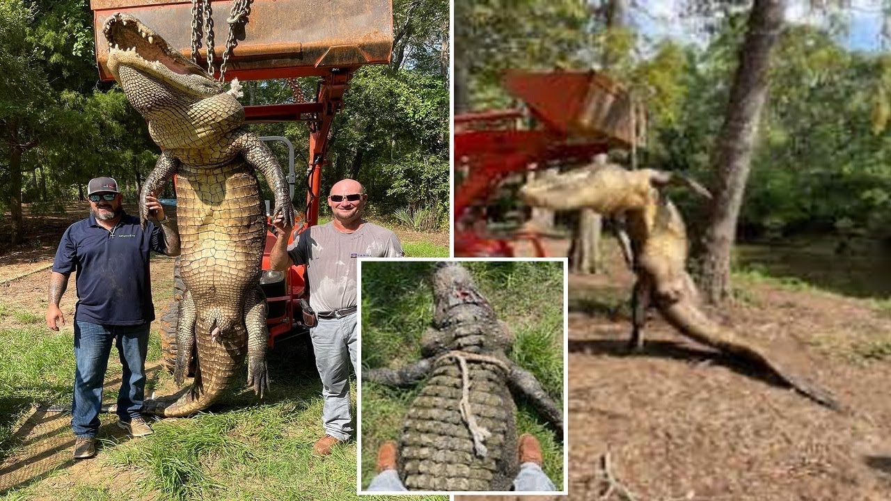 13-foot-long, 680-pound alligator finally captured after 20 years - YouTube