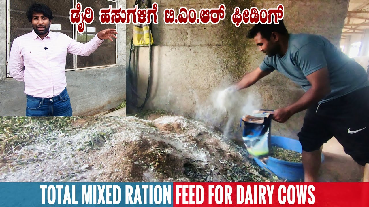 Total Mixed Ration (TMR) for Dairy Cows | Preparation of TMR Feed ...