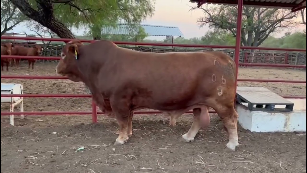 Semental Beefmaster de registro - YouTube